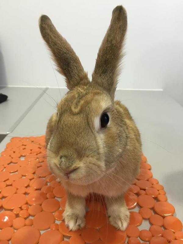 ANIMAL MEDICAL CENTER- ΚΤΗΝΙΑΤΡΕΙΟ ΝΕΟ ΨΥΧΙΚΟ- ΚΤΗΝΙΑΤΡΟΣ- ΚΤΗΝΙΑΤΡΟΙ ...